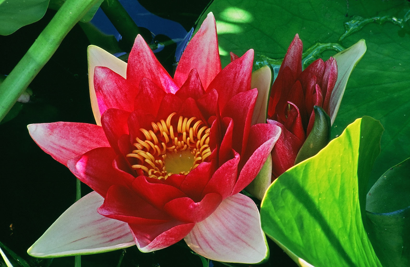 Water Flowers | Rene Theberge Photography