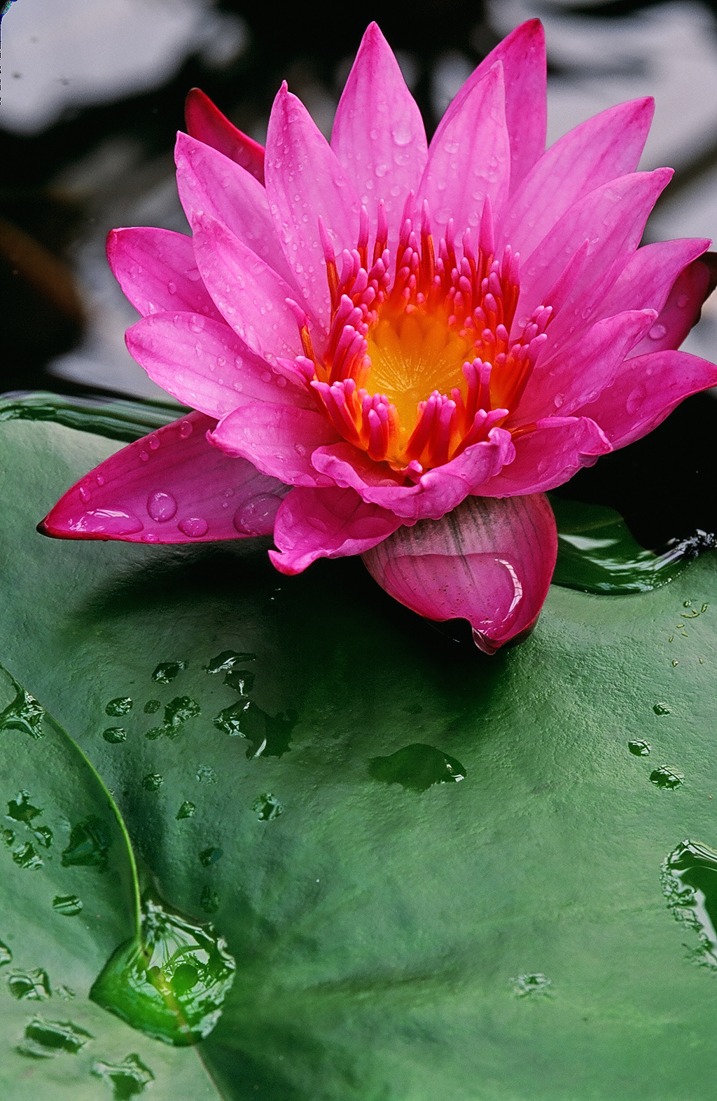 Water Flowers | Rene Theberge Photography